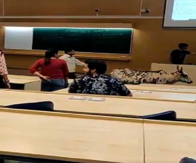 Stray cow takes a stroll in IIT-Bombay lecture hall, video goes viral