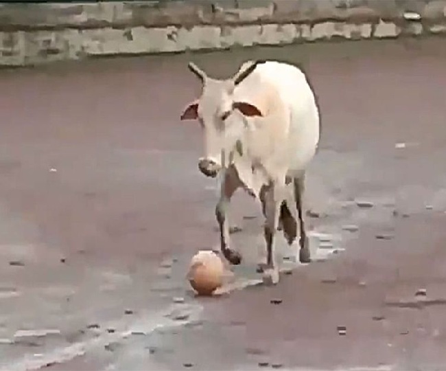Watch: Cow plays football with boys in viral video, leaves Twitterati ...