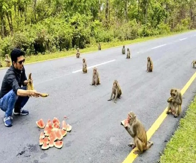 Kiren Rijiju's post showing monkeys practicing social distancing while ...