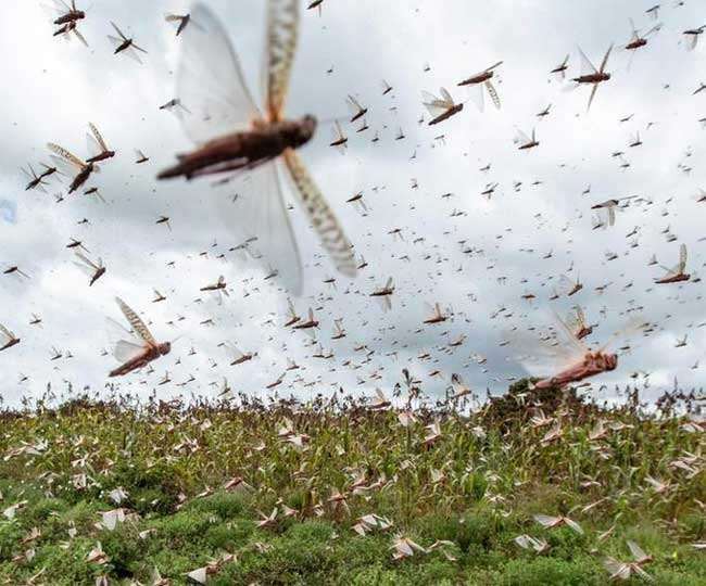 Help will be extended to all those affected by locust attack: PM Modi ...