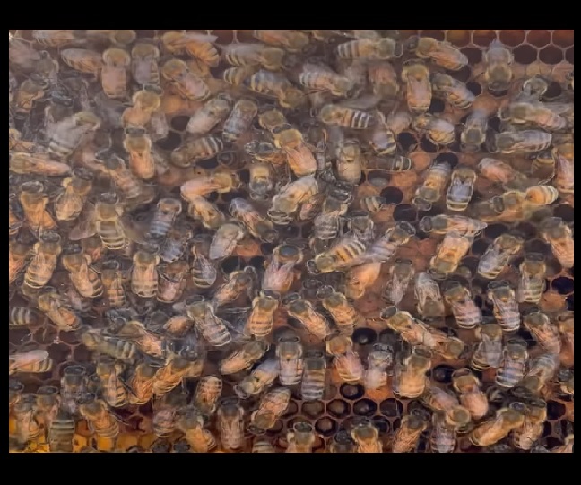 Wondering how a queen bee looks like? Spot her in THIS video | Watch