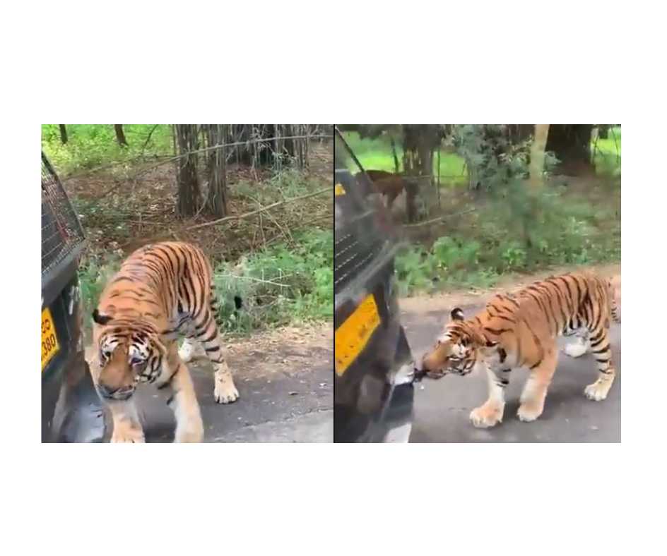 Tiger rips bumper of Safari vehicle at Bengaluru's Bannerghatta ...