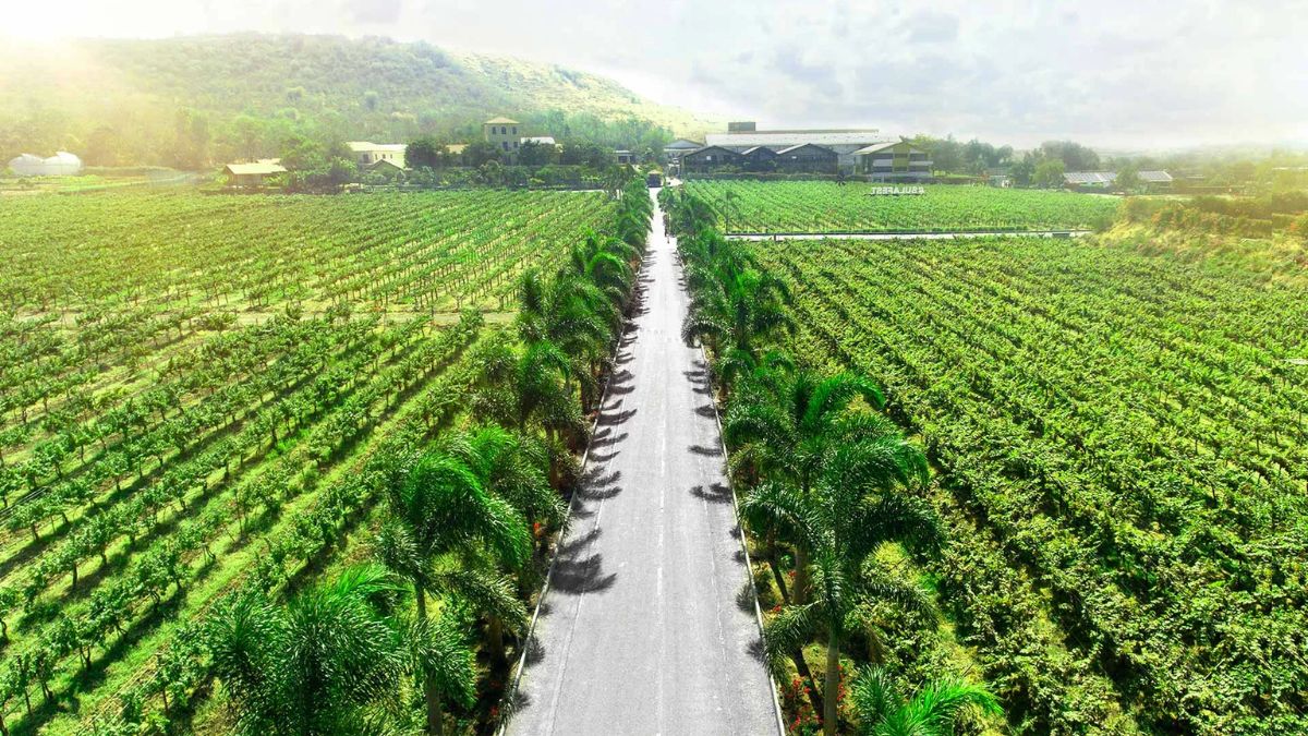 Sula Vineyards IPO Debuts Today, Check Price Band Assets And Revenue