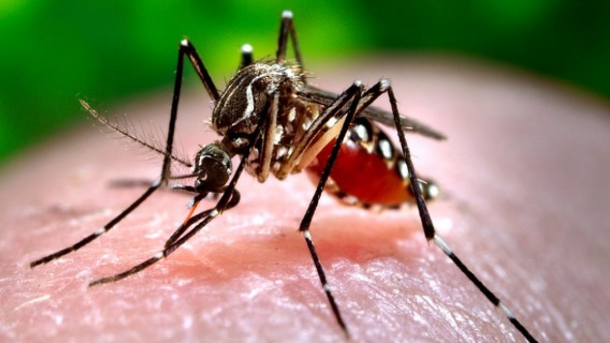 Zika Virus Case Found In India: Karnataka Reports First Case After 5 ... Zika Virus Case Found In India: Karnataka Reports First Case After 5 ...