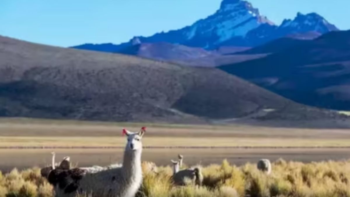 Optical Illusion: Spot The Hidden Ostrich In This Picture Within 7 Seconds