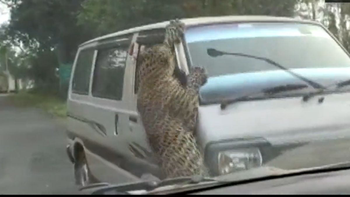 13 Including Three Forest Staff Injured In Leopard Attack In Assam's Jorhat