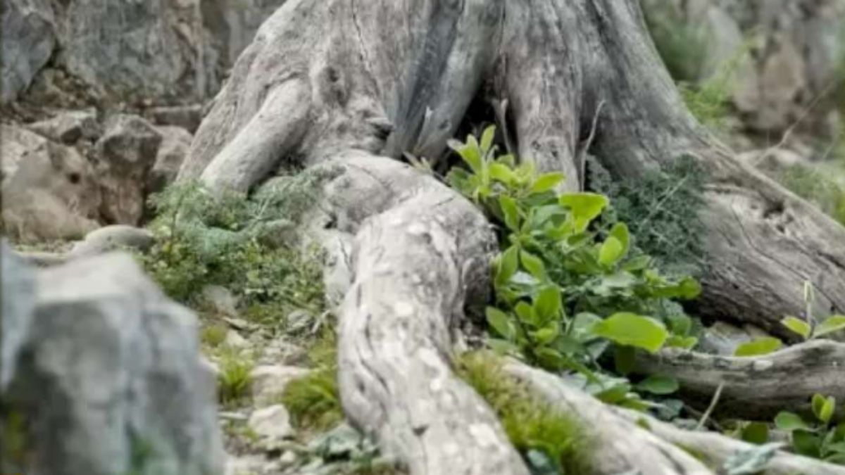 Optical illusion: Only A Brilliant Mind Will Be Able To Spot The Hidden ...