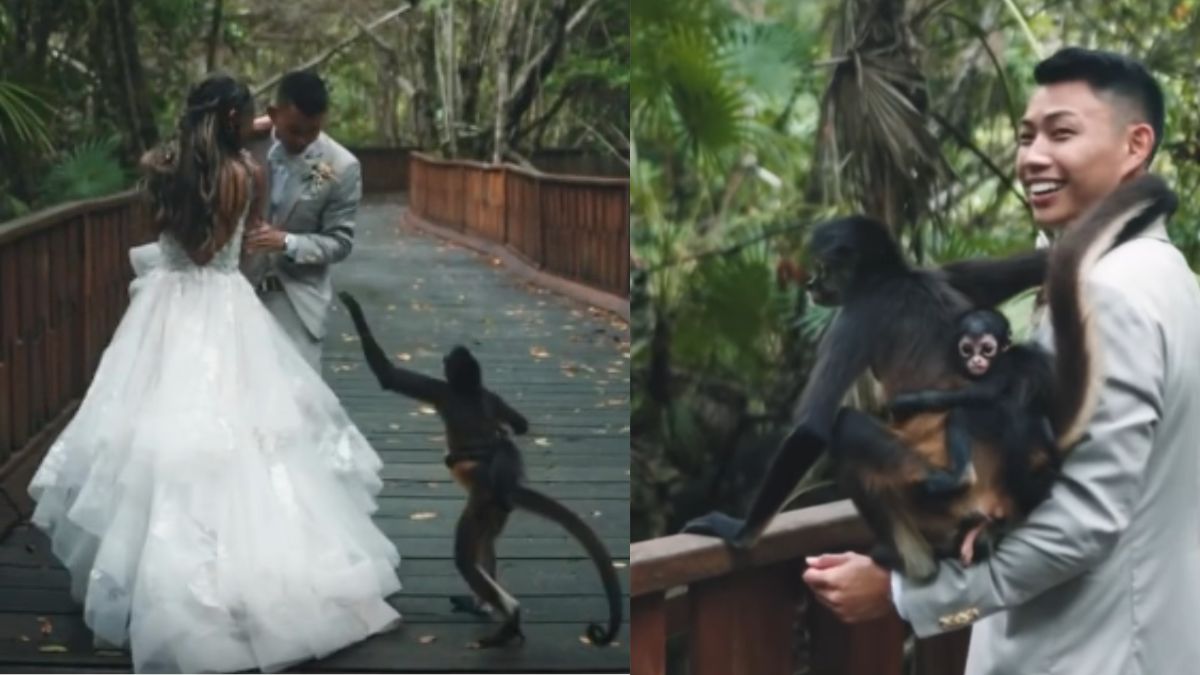 Monkey Crashes Couple's Wedding Photoshoot With Its Baby What Happens Next Will Amaze You
