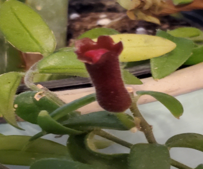 'Lipstick' Plant Rediscovered in Arunachal Pradesh After 100 Years