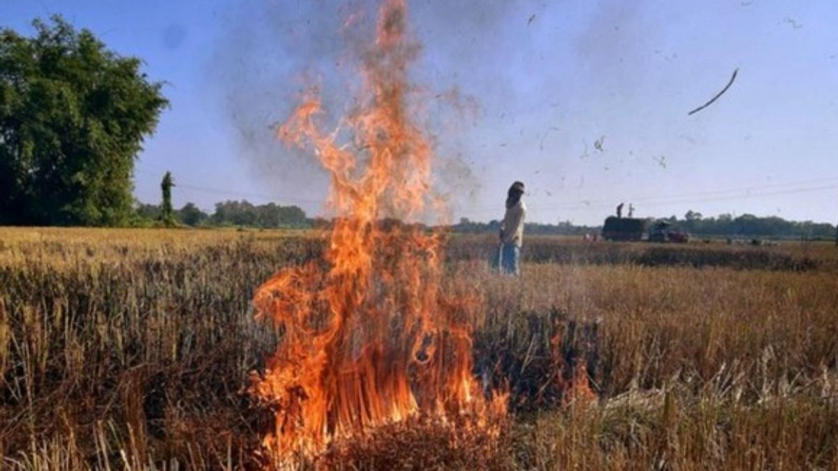 Punjab Sees 16% Hike In Paddy Stubble Burning, Day After Centre's ...