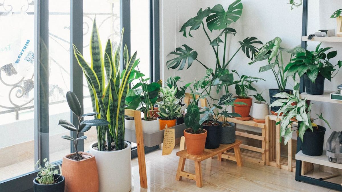 Air Pollution: 6 Plants To Keep In Your House Amid High Pollution