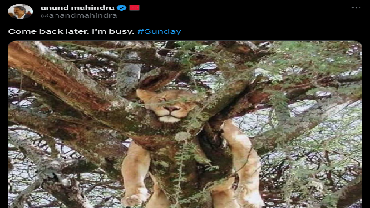 Anand Mahindra's Post On Sleeping Lion Goes Viral; Netizens Share Their ...