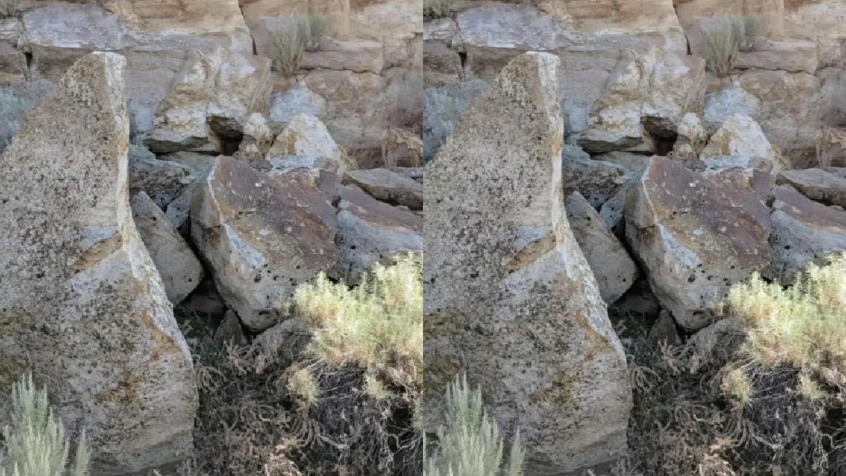 Game Time: Spot The Hidden Rabbit In This Photograph!