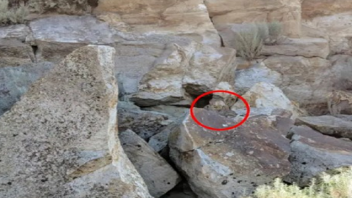 Game Time: Spot The Hidden Rabbit In This Photograph!