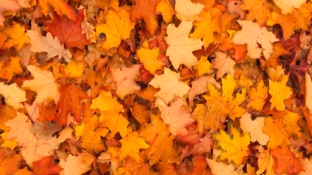 Optical Illusion: Can You Spot The Hidden Butterfly In This Picture?