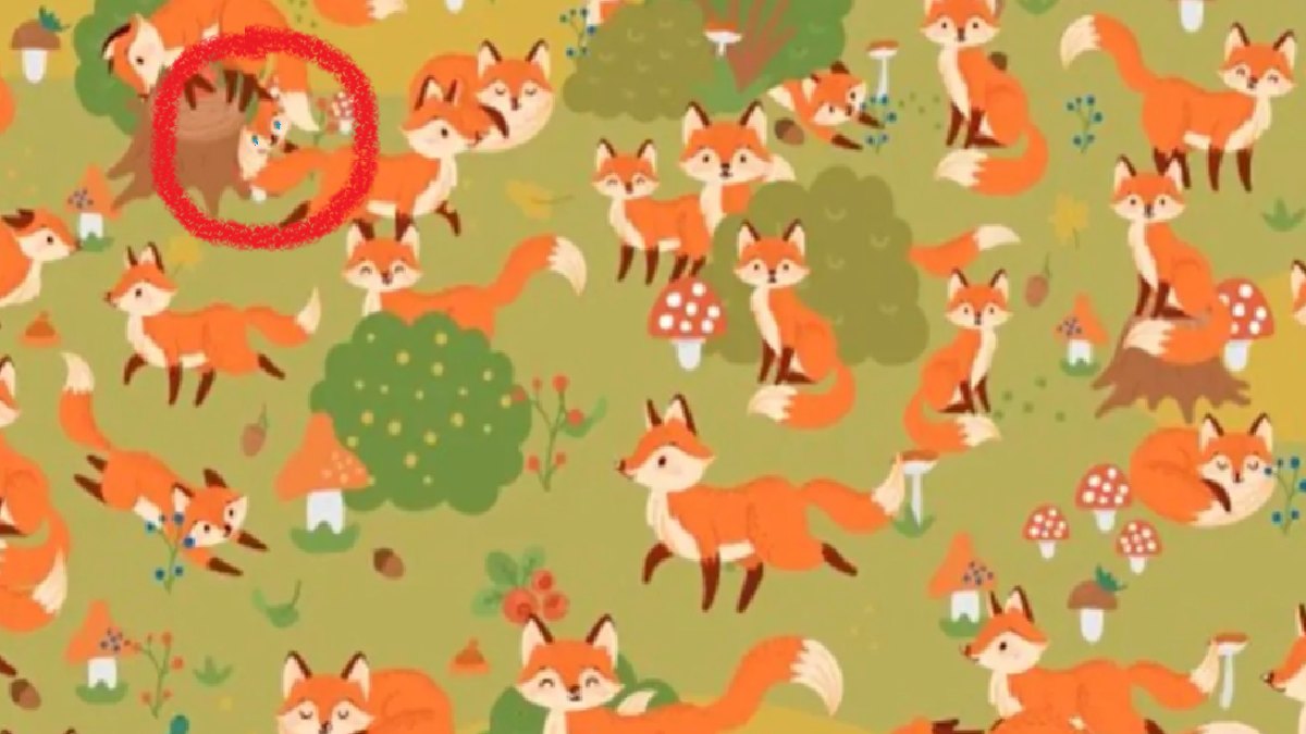 Optical Illusion: Can You Spot The Fox With Blue Eyes In This Picture?