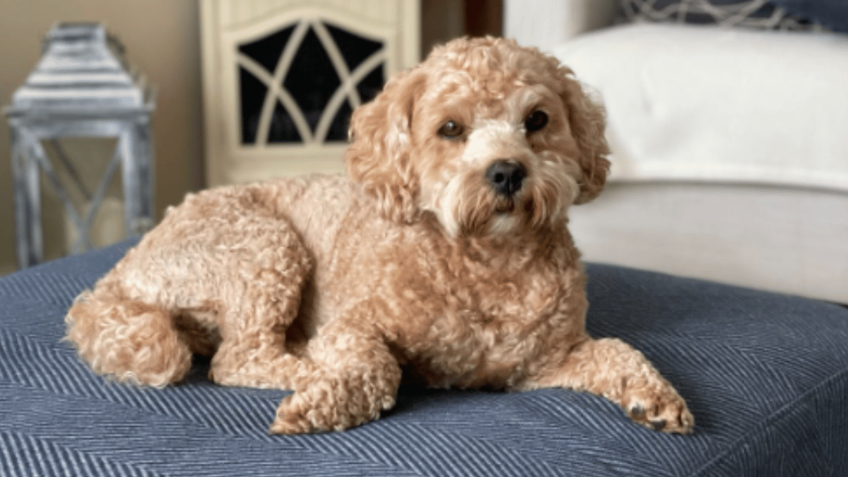 Top 10 Naughtiest Dog Breeds In The World | Japanese Spitz To Cockapoo