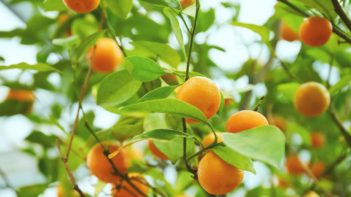 5 Unbelievable Health Benefits Of Eating Chickoo This Winter Season