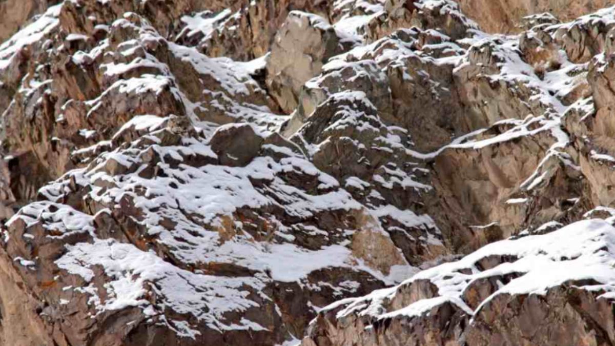 Optical Illusion: Can You Spot A Snow Leopard Hidden In Mountains? Optical Illusion: Can You Spot A Snow Leopard Hidden In Mountains?