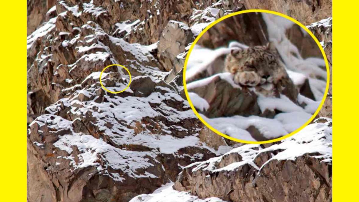 Optical Illusion: Can You Spot A Snow Leopard Hidden In Mountains?