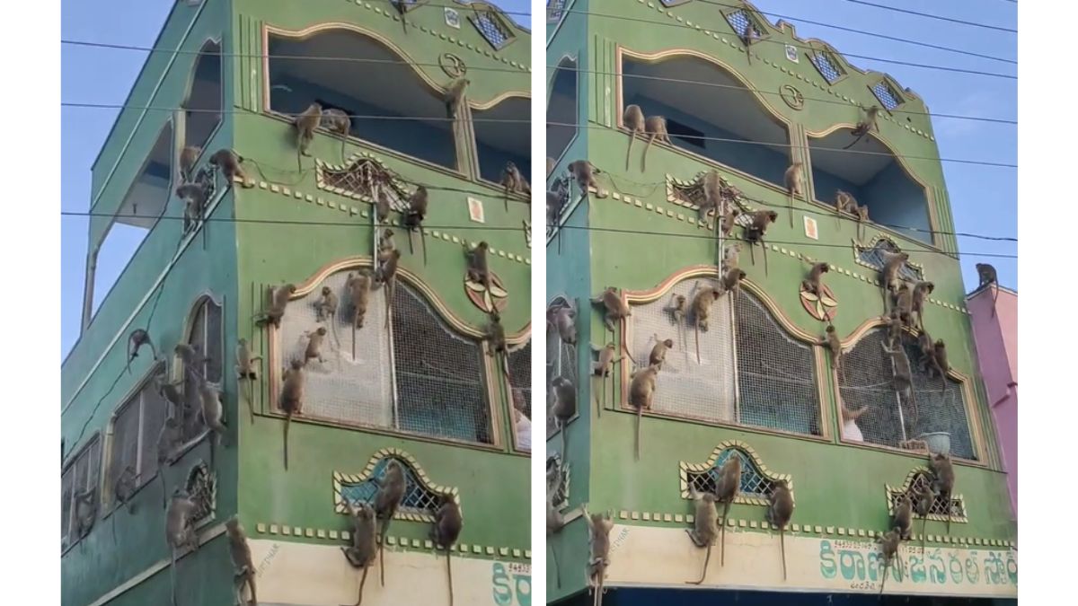 Hundreds Of Monkey Encircle Building; Internet Recalls 'Rise Of The ...