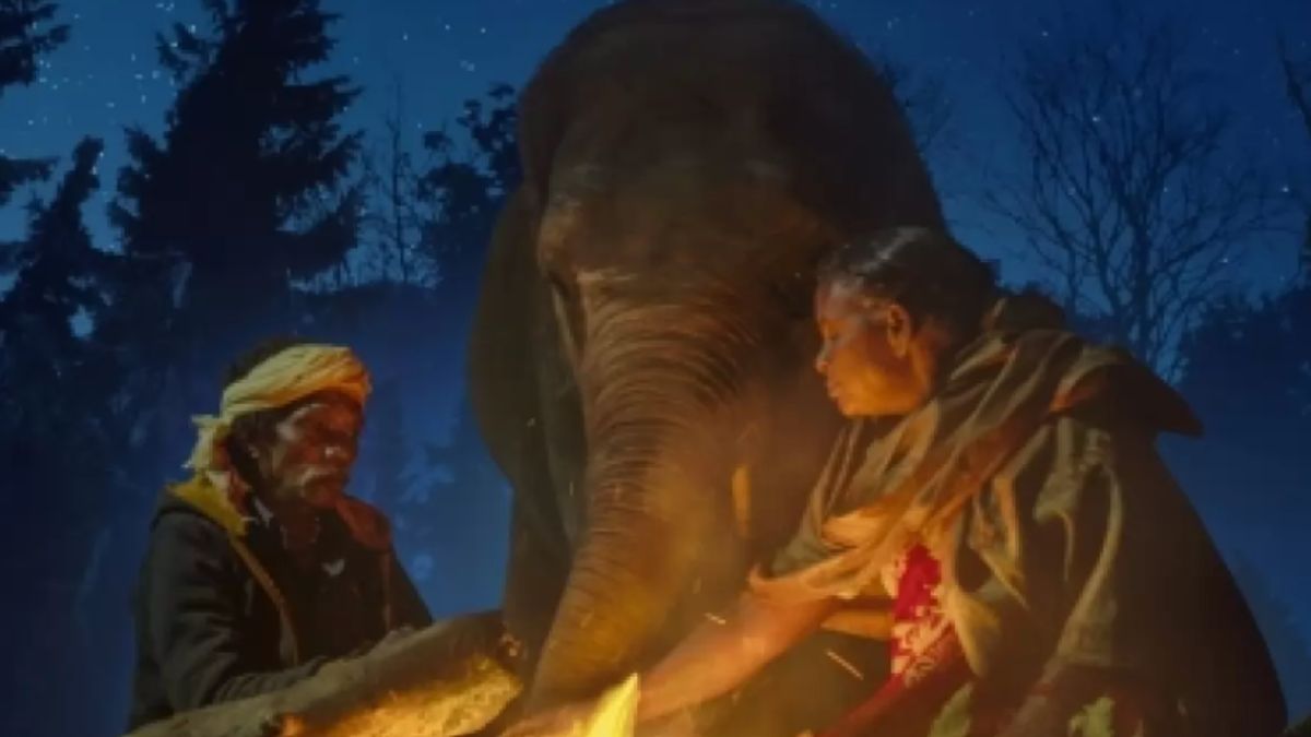 Guneet Monga's 'The Elephant Whisperers' Wins Oscar Nomination; Here's ...