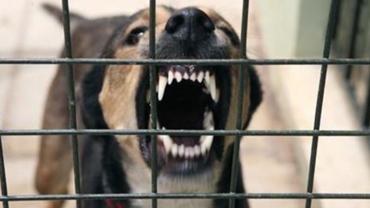 Rabies-Infected Stray Dog Goes On Biting Spree In Bihar's Arrah ...