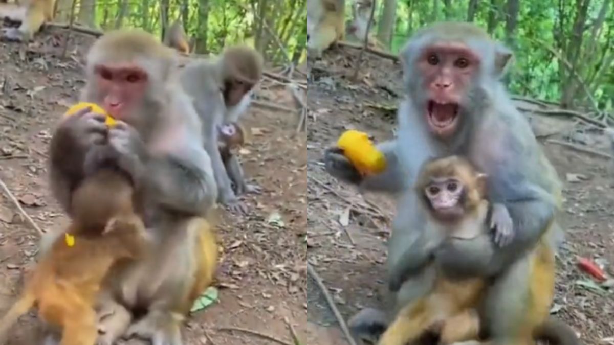 Viral Video: Monkey Teaches A Kid Not To Take Food From Strangers ...