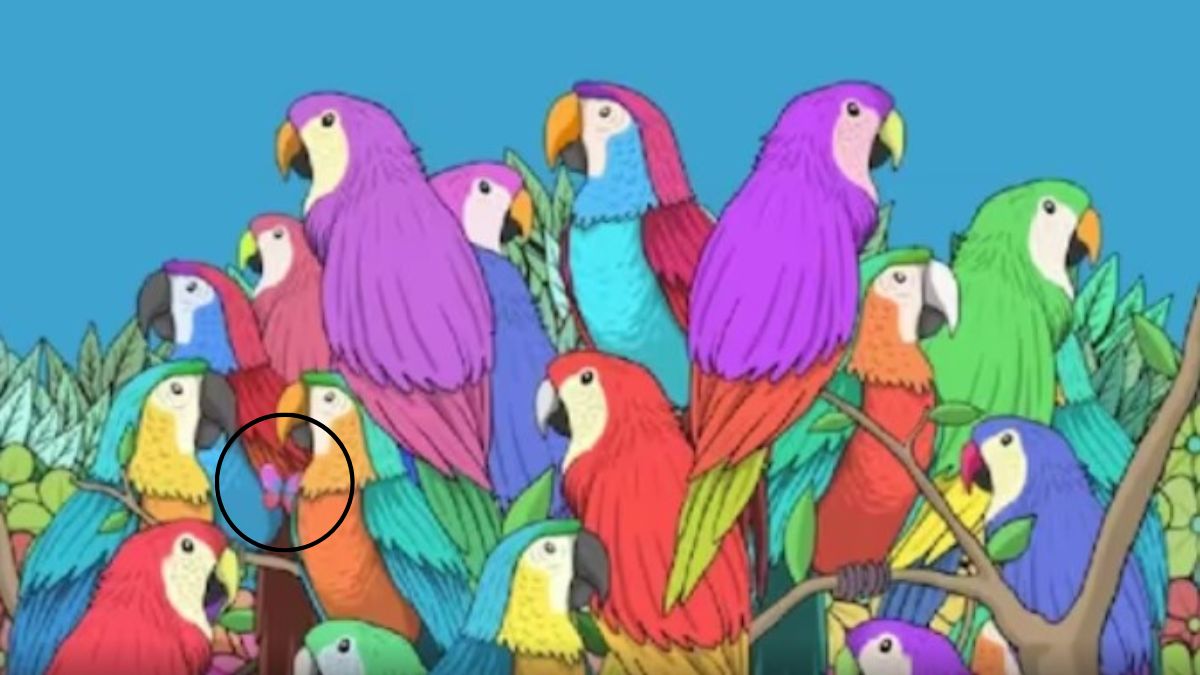 Optical Illusion: Are You Able To Spot Hidden Butterfly Among The Parrots?
