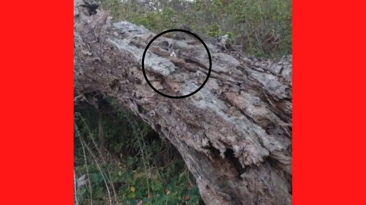 Optical Illusion: Spot The Hidden Cat In The Forest Within 11 Seconds