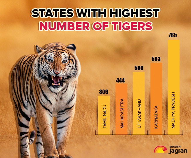 Tigers In India: With 24% Surge, Tiger Population Touches Milestone Of ...