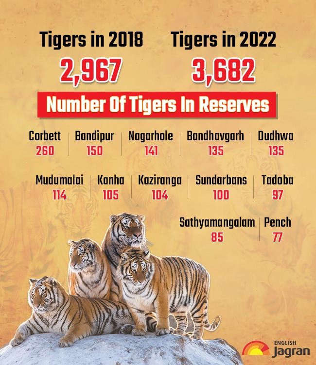 Tigers In India: With 24% Surge, Tiger Population Touches Milestone Of ...