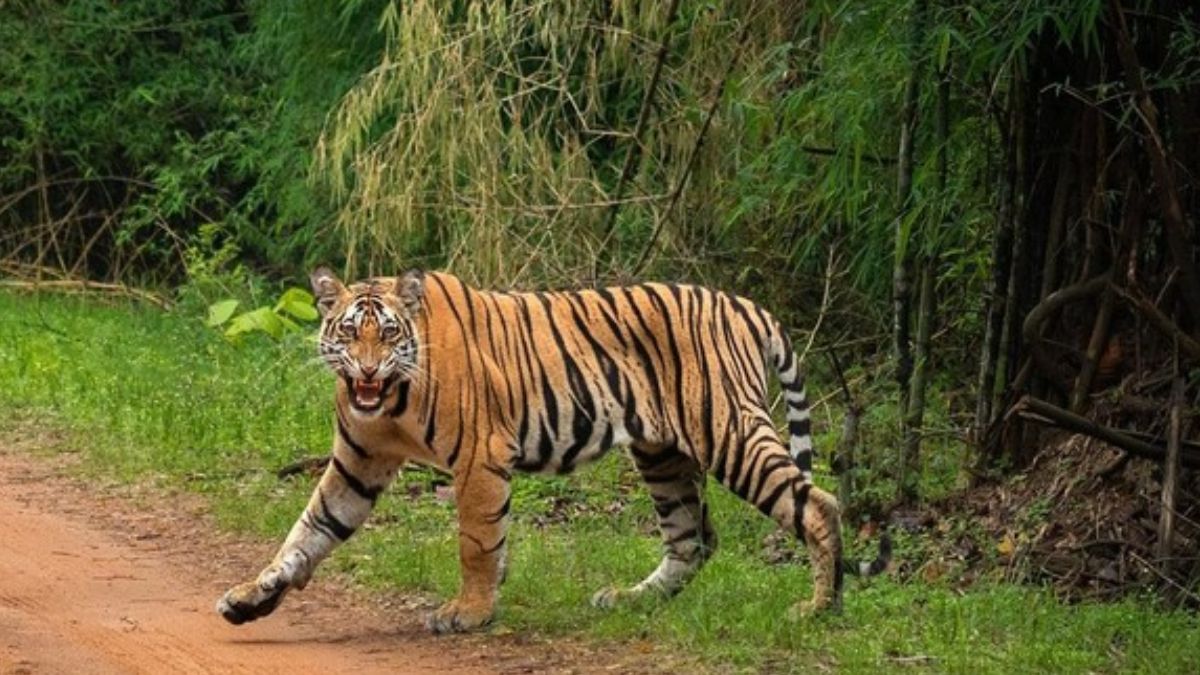 Madhya Pradesh Retains ‘Tiger State’ Status With 785 Big Cats; CM ...