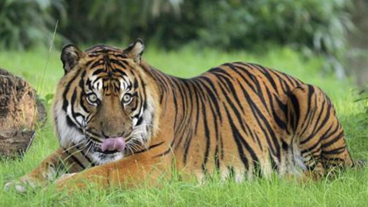 PM Modi Lauds Project Tiger, Says 70% Of World's Tigers Found In India ...