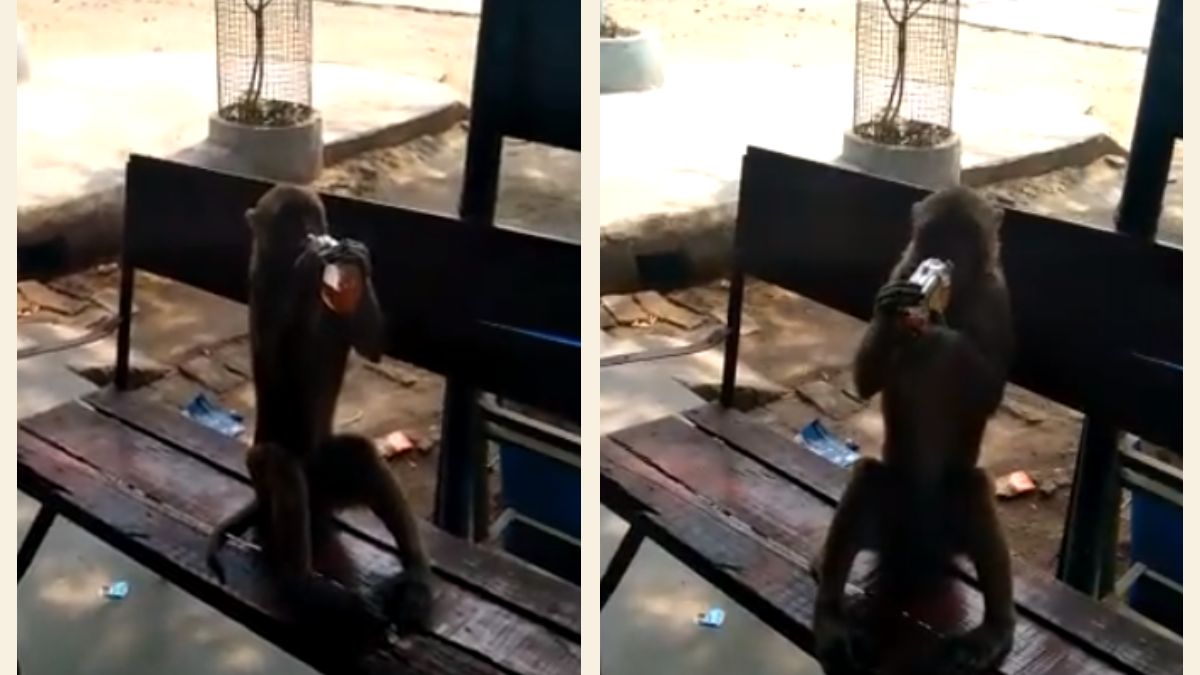 Viral Video: Monkey Drinks Liquor After Snatching Bottle From Owner, Injures Many In UP | Watch