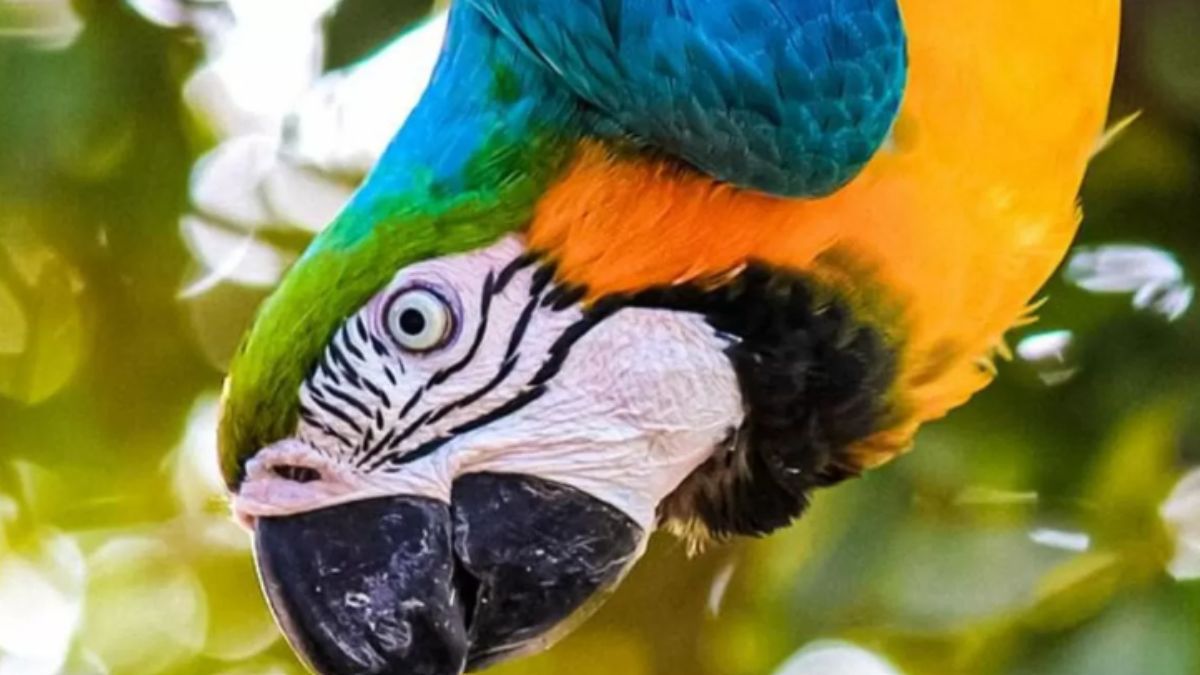 Optical Illusion: Think You Have Sharp Eyes? Spot the Hidden Bottle In ...