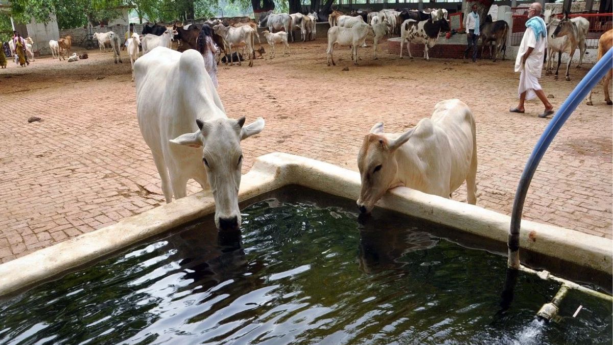 UP: 18 Cows Found Slaughtered In 2 Days At Neighbouring Villages In ...