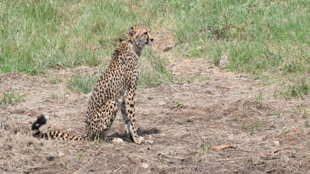 Five Cheetahs To Be Released Into Free-Roaming Conditions At Madhya ...