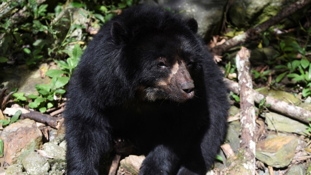 Chennai: Lone Sloth Bear In Vandalur Zoo To Get Companions Soon