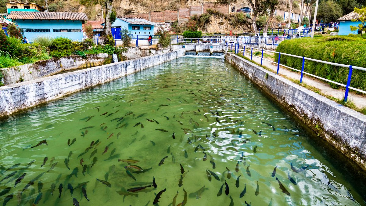 UP Emerges As Country's Top State In Inland Pisciculture, To Be Awarded ...