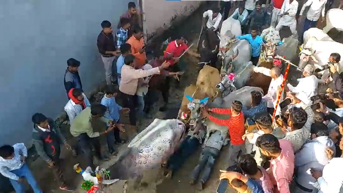 Cows Walk Over Men In Madhya Pradesh Village As Part Of Unique Diwali ...