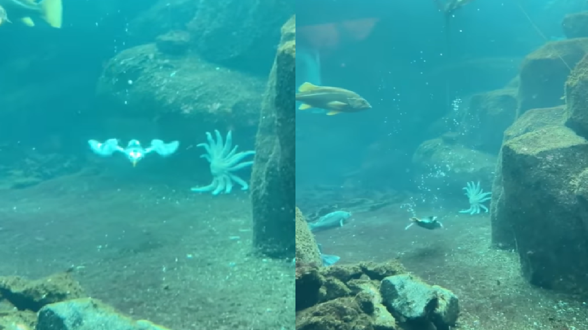 Viral Video Of Bird-Like Creature ‘Flying’ Underwater Leaves Netizens ...