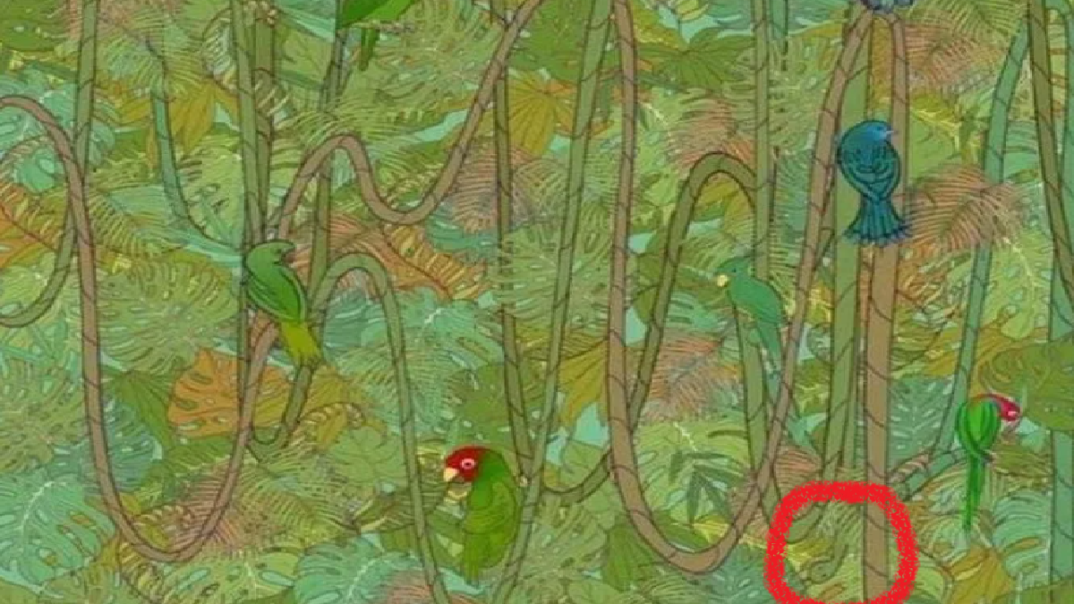 Optical Illusion: Spot The Snake Before Choosing a Way Into The Rain ...