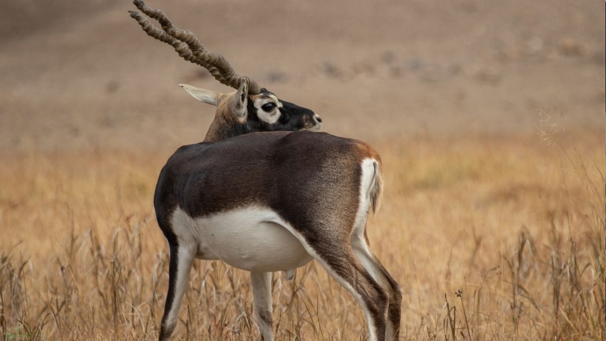 Kota News: Two Arrested After Body Of Blackbuck Found In Their Car