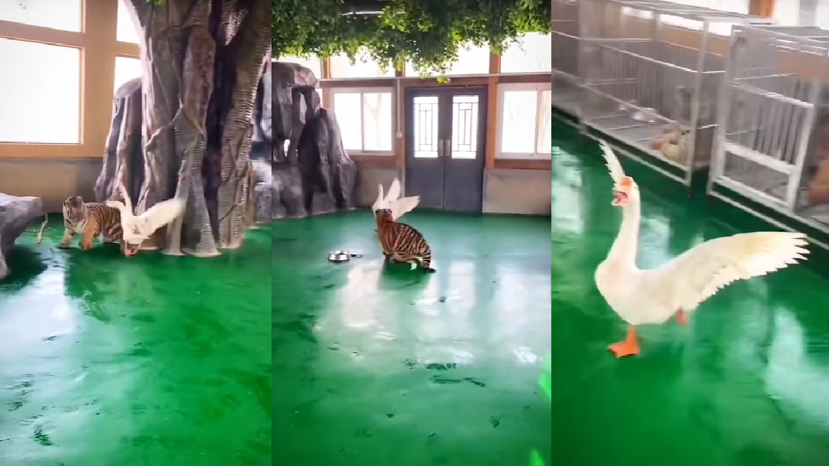 Viral Video: Goose Scares Baby Tiger Back To Its Cage; Netizens Say ...