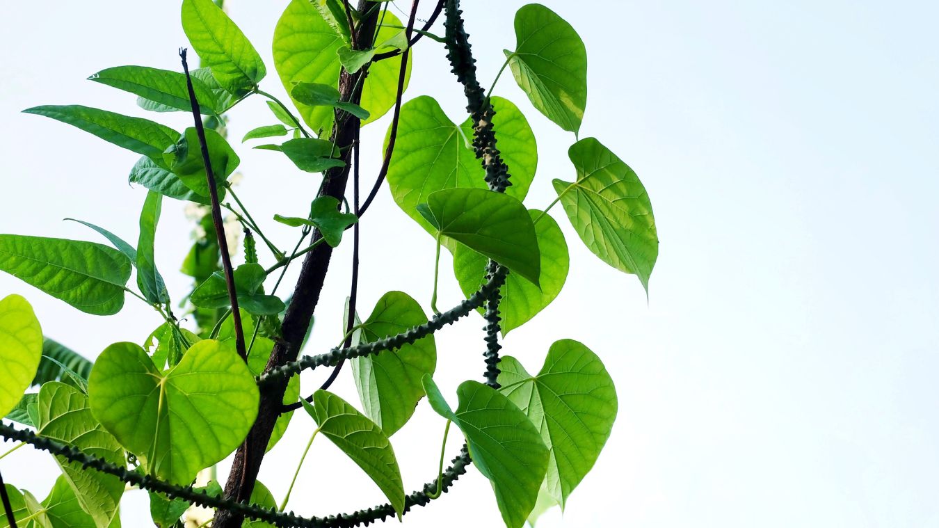 5 Unbelievable Benefits Of Drinking Giloy Water On Empty Stomach