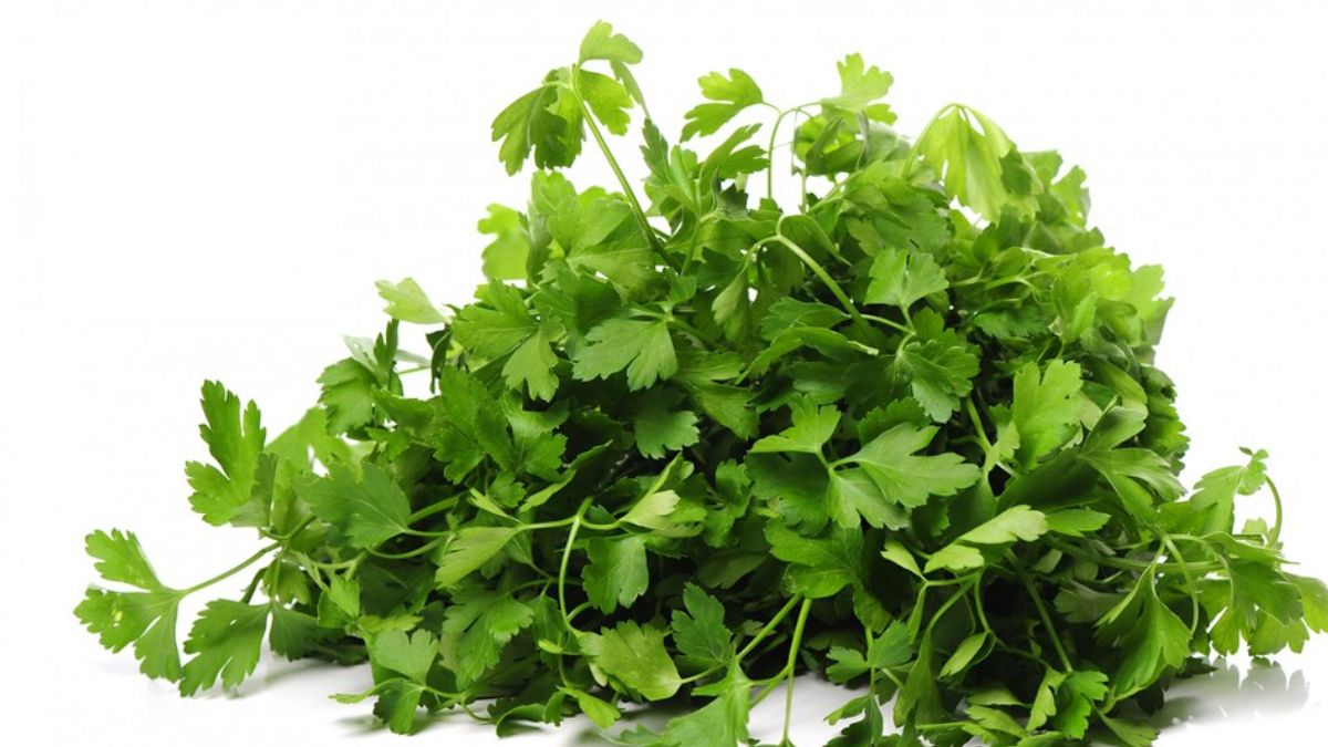 5 Life-Changing Benefits Of Dhaniya Leaf For Skin To Overall Health