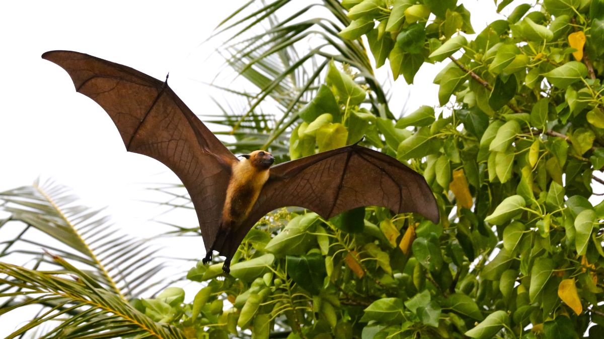 Nipah Virus Makes Comeback In Kerala; Timeline Of The Bat-Borne ...