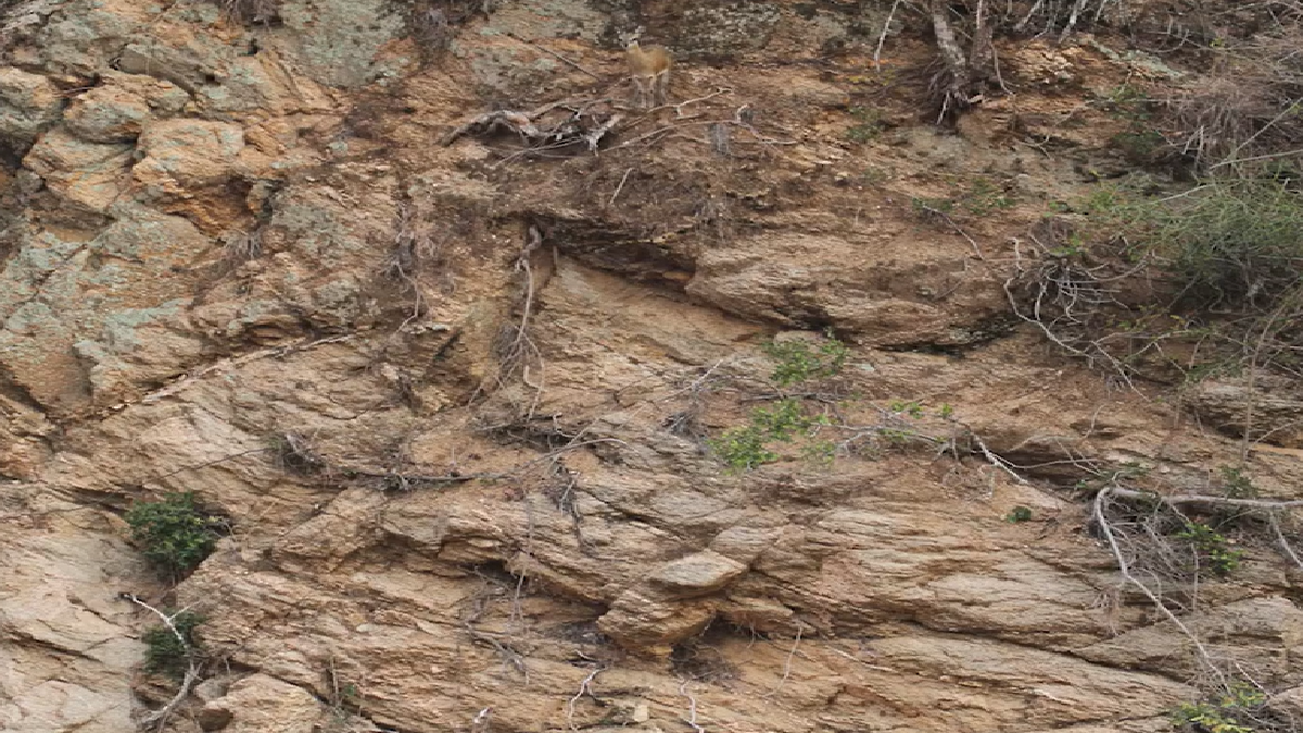 Optical Illusion: Can You Spot The Deer Hidden In The Picture In Under ...