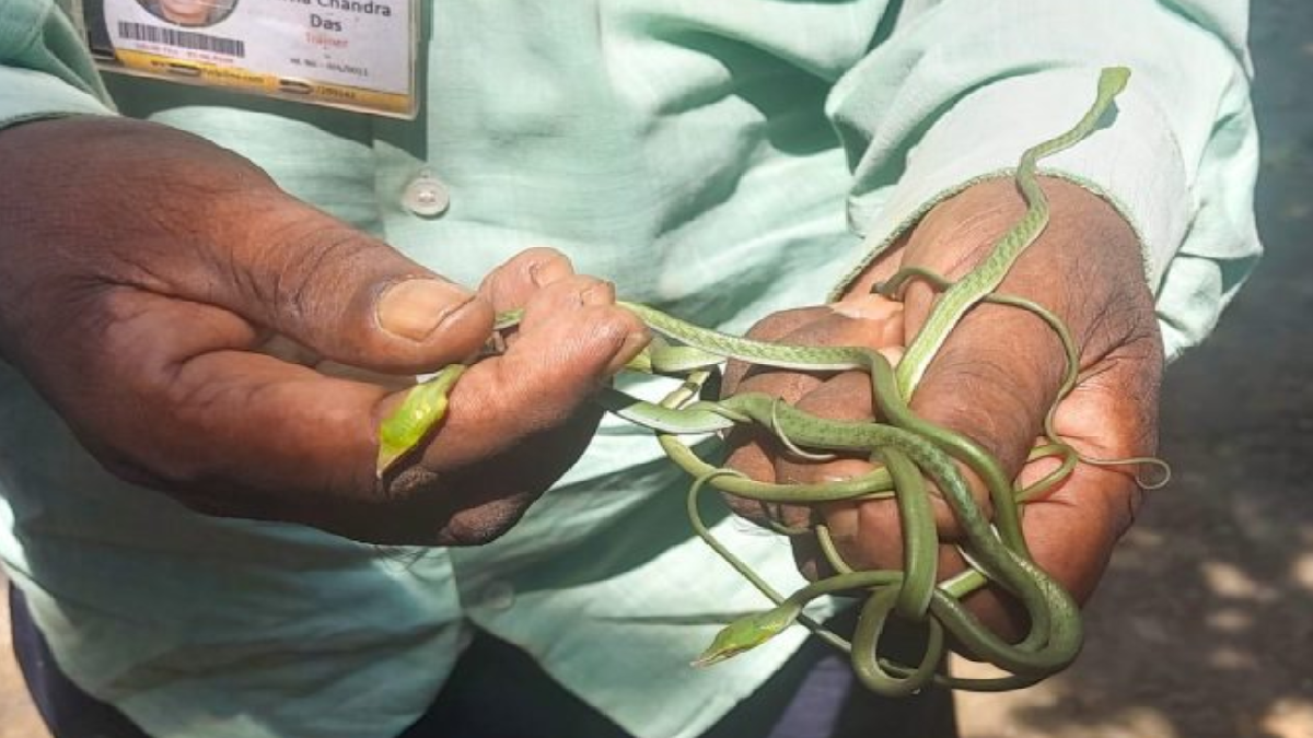 Shocking Photos Of Snakes Raining At Bhubaneswar’s Ishaneshwar Temple ...